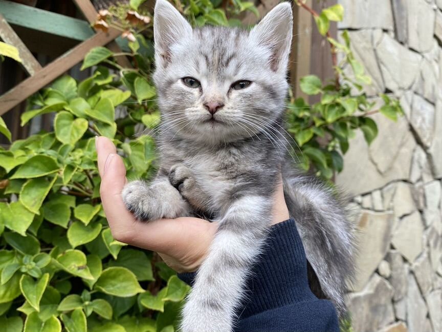 Котята в добрые руки бесплатно