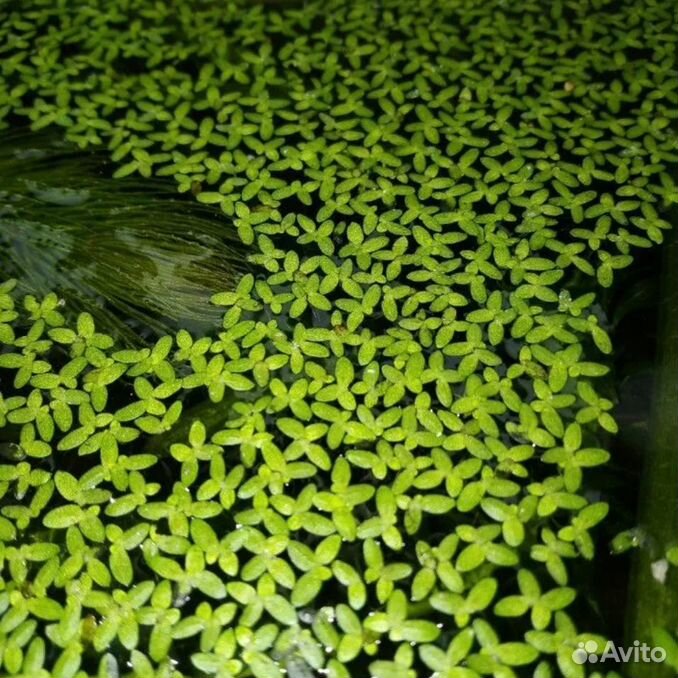 Водоросли, ряска для аквариума