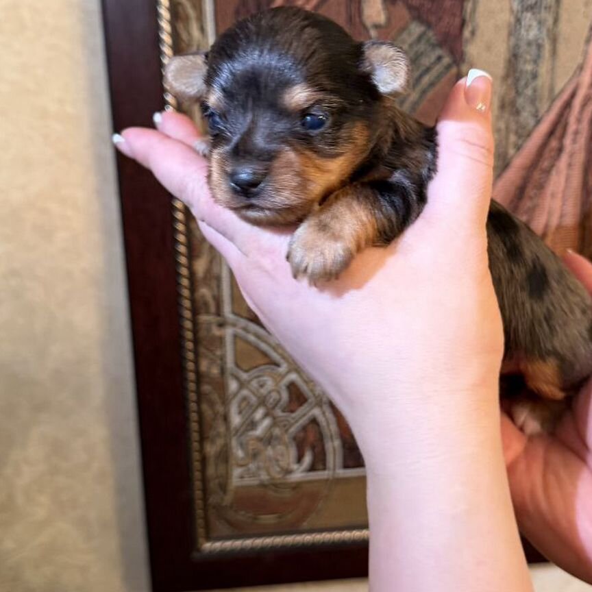 Бивер-йоркширский терьер, щенок