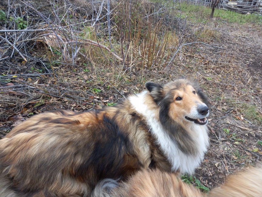 Почтиколли