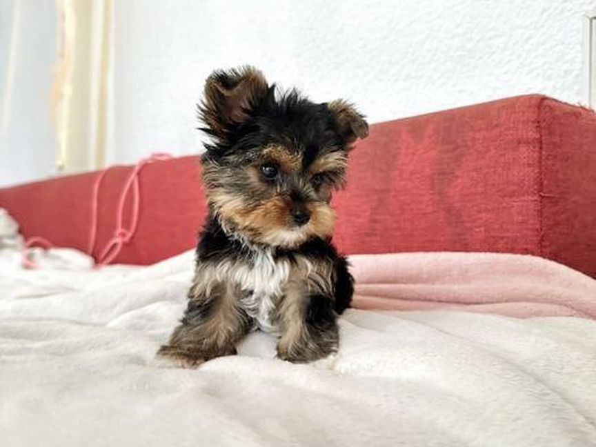 Йоркширский терьер мини щенки