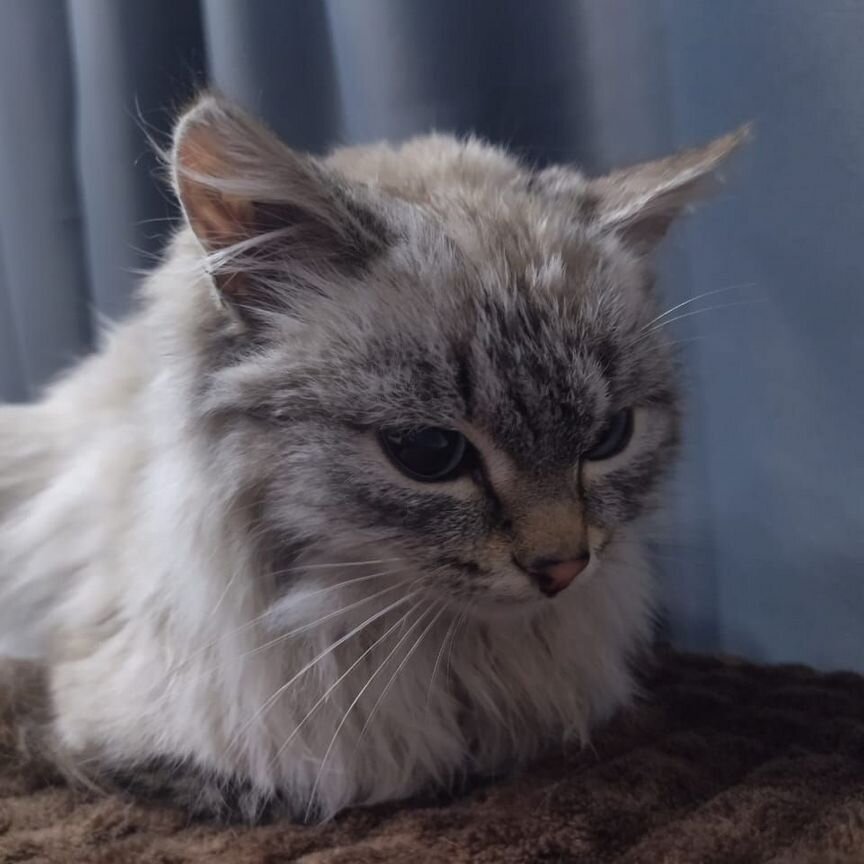 Кошечка в добрые руки