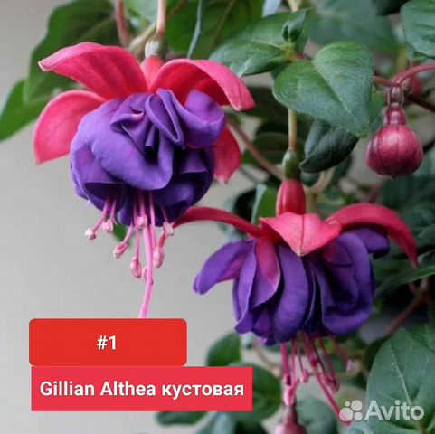 Фуксия. Укорененные черенки купить в Серпухове | Товары для дома и дачи ...