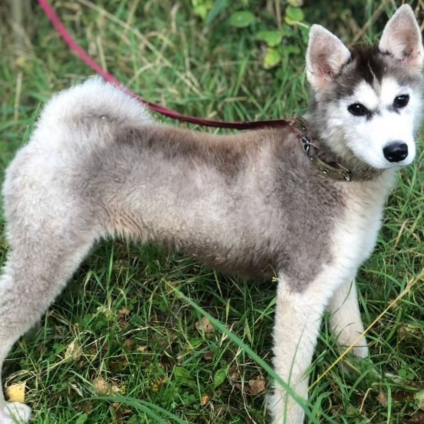 Лайка, щенок