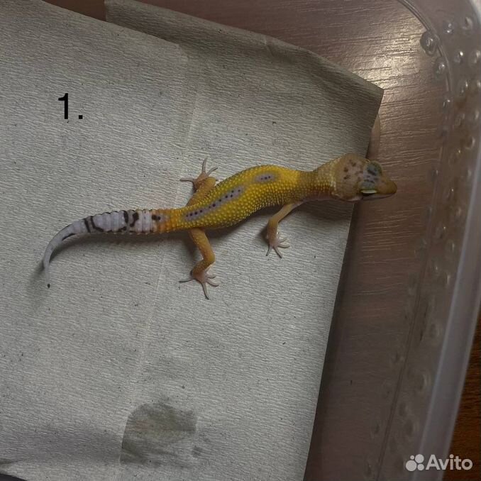 Ящерица эублефар