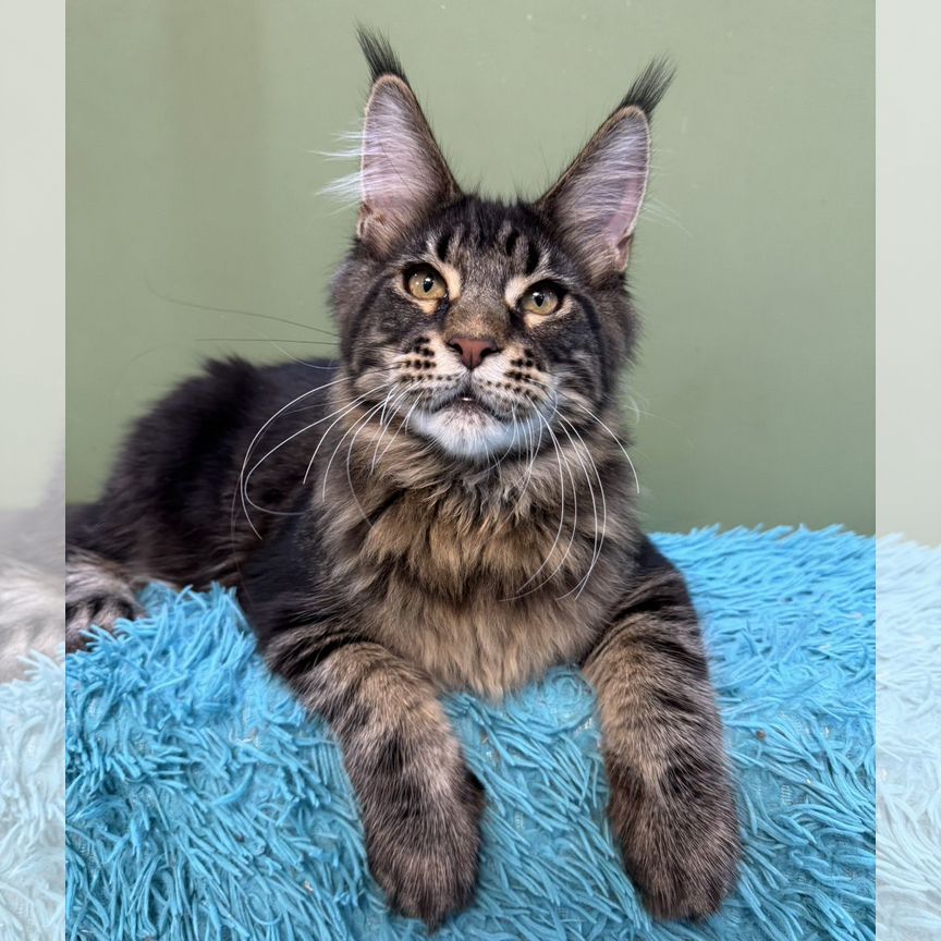 Мейн-кун котёнок