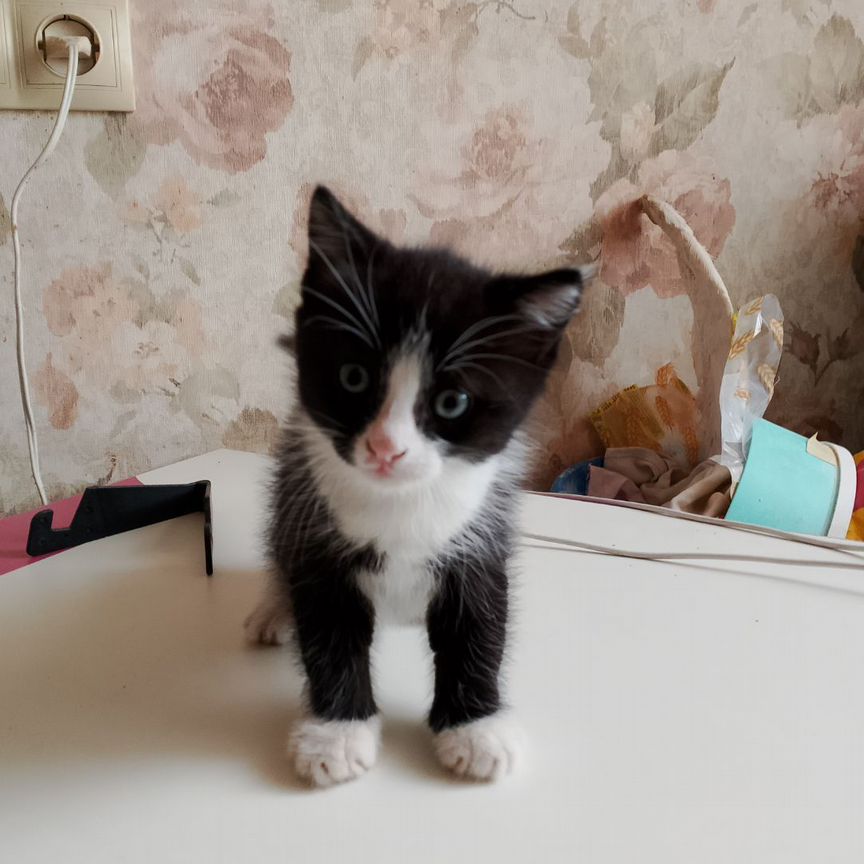Котенок 1,5 мес