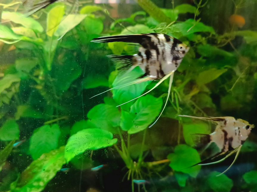 Скалярии мраморные