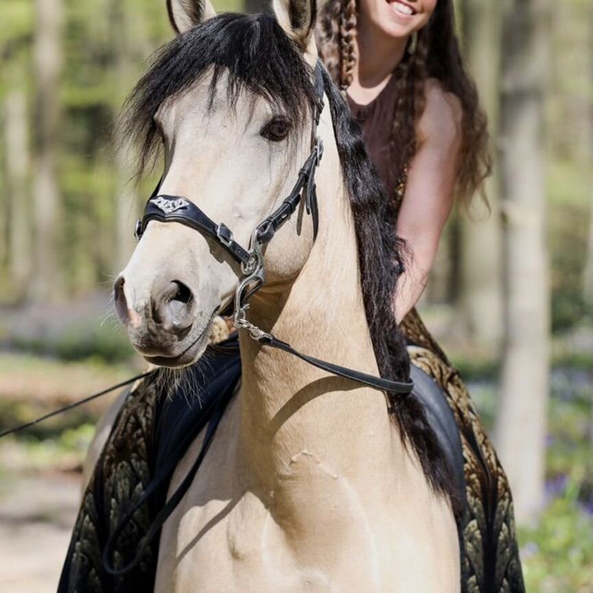 Уздечка хакамора