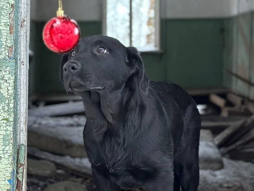 Щенок мальчик