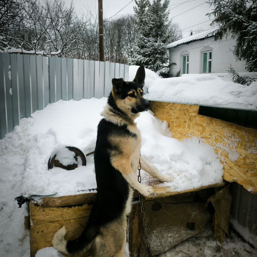 Сторожевая собака