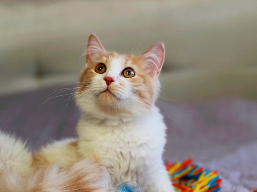 Няшки мальчики 4,5 мес