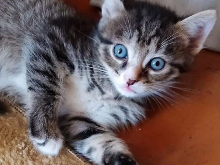 Котенок Тигруня Пермь