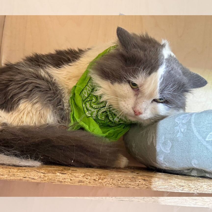 Взрослый кот в добрые руки