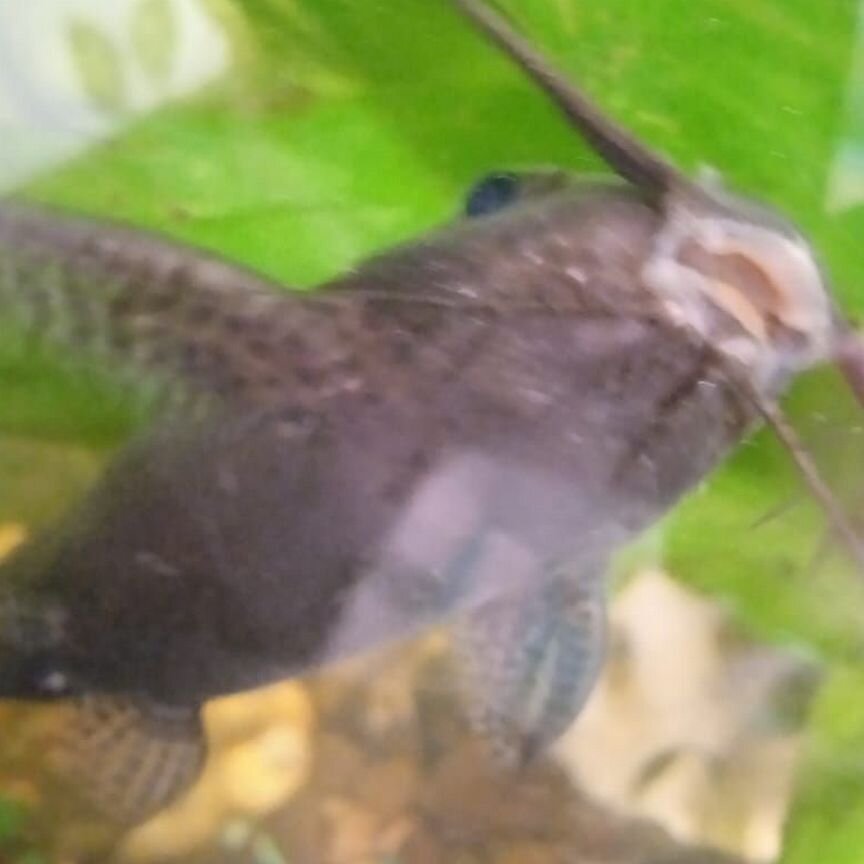 Аквариум с рыбками