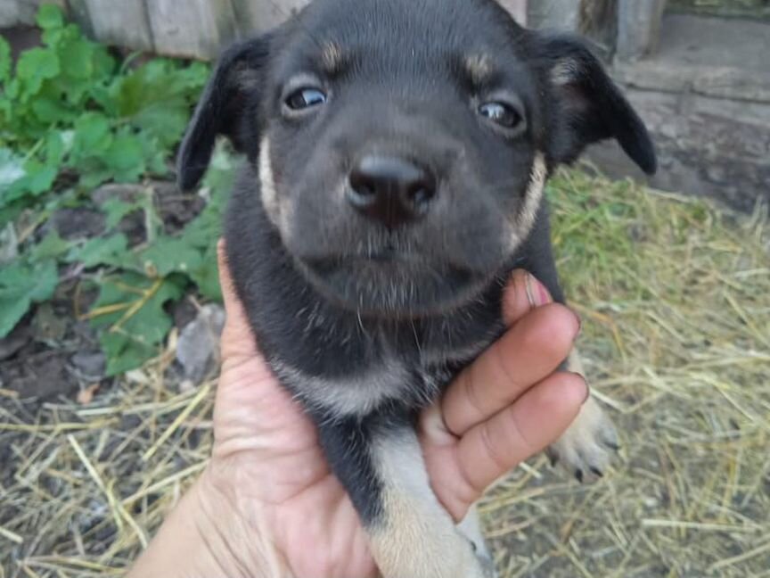 Щенки цвергпинчера