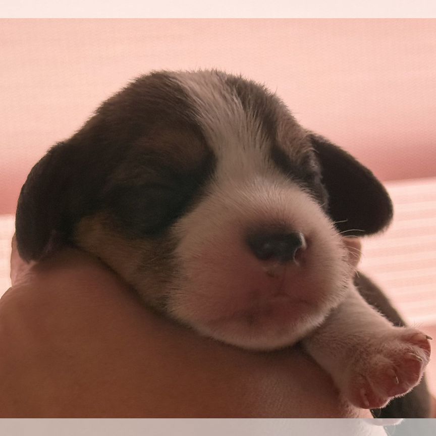 Бигль, щенок