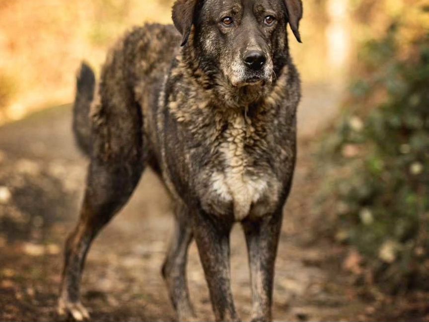 Герда няня детей собака в добрые руки