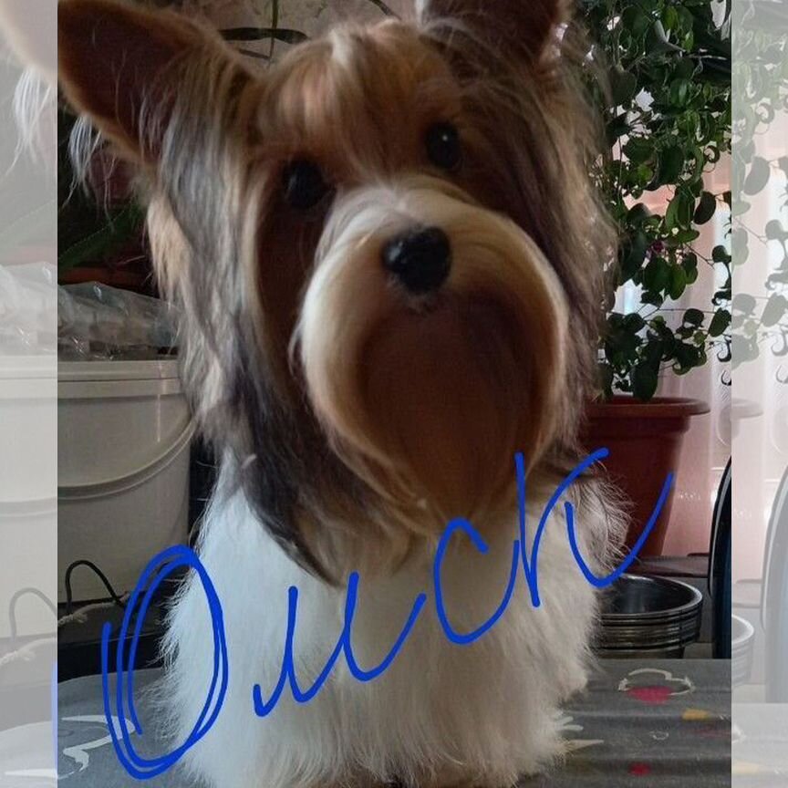 Бивер-йоркширский терьер, щенок