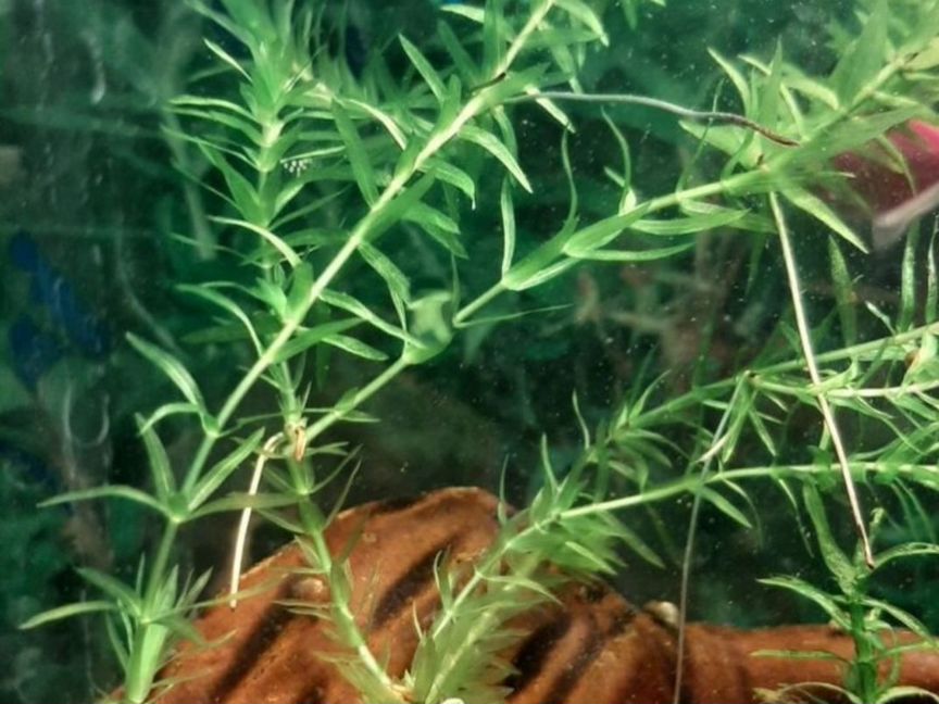 Аквариумное растение Элодея