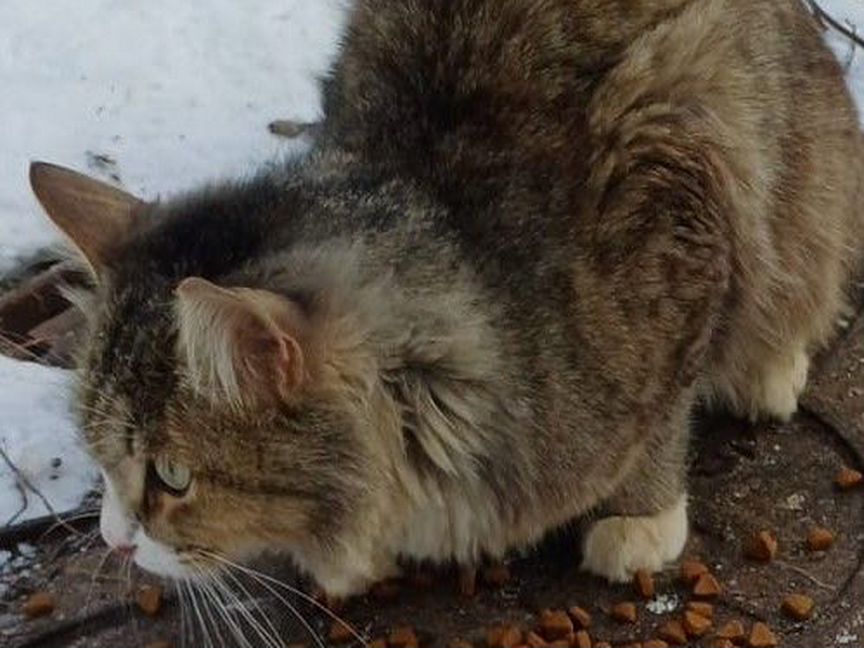 Спасите котика