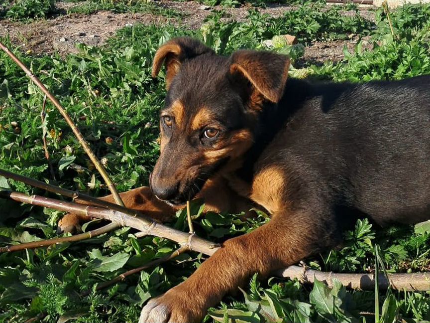 Щенок в добрые руки