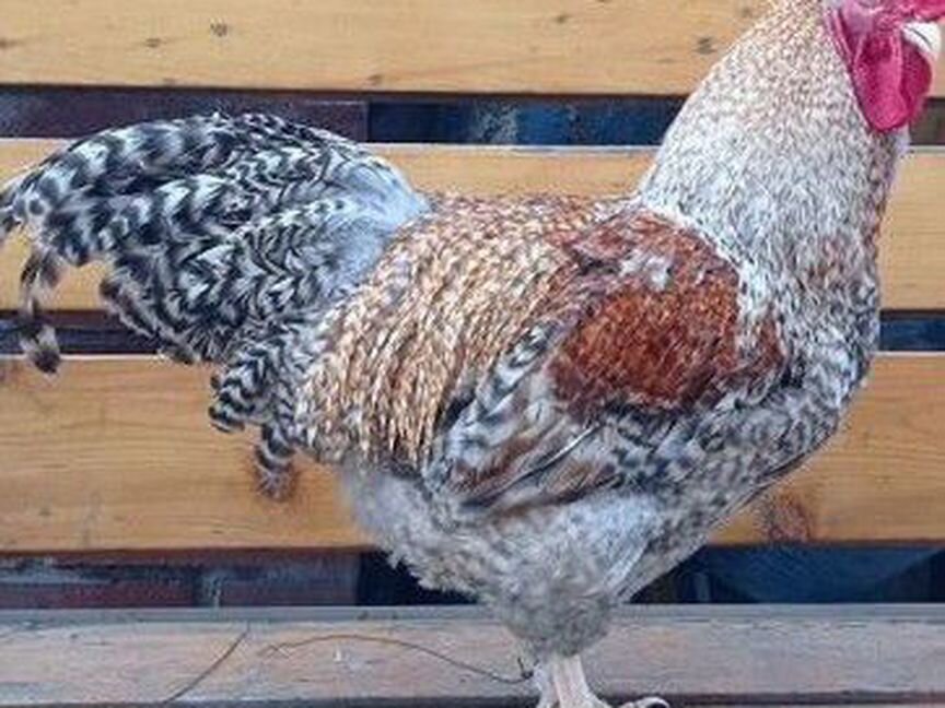 Петухи Билефельдер, Мини Леггорн В 33