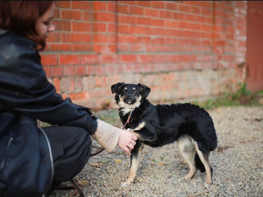 Маленькая собачка в добрые руки