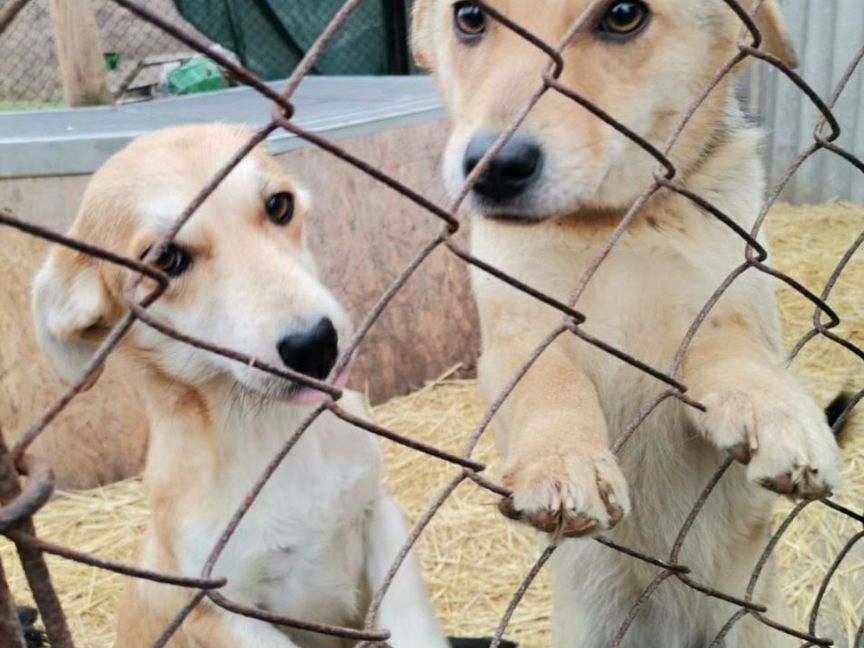 Щенки в добрые руки бесплатно