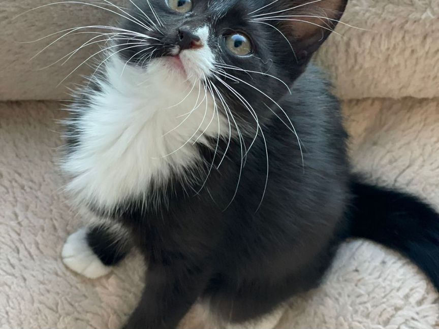 Котенок Герда