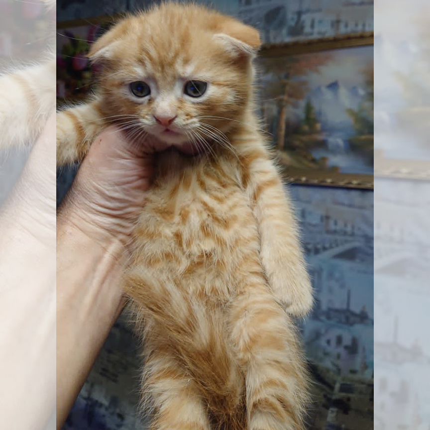 Шотландский вислоухий короткошёрстный котёнок