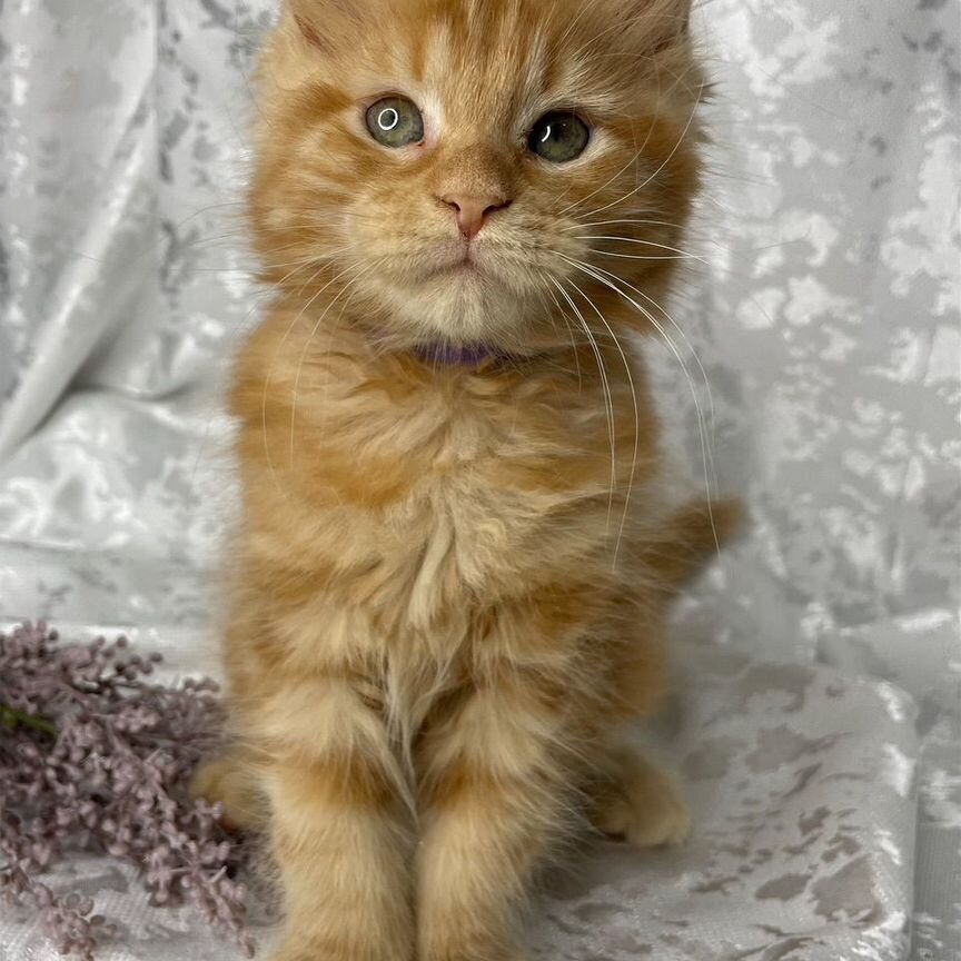 Котята Мейн-кун