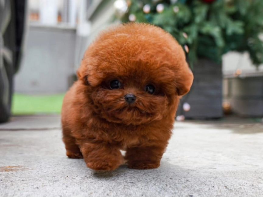 Той-пудель Мальтипу из Кореи