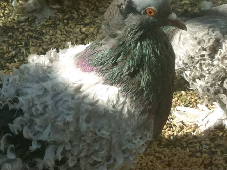 Голуби Кучерявые