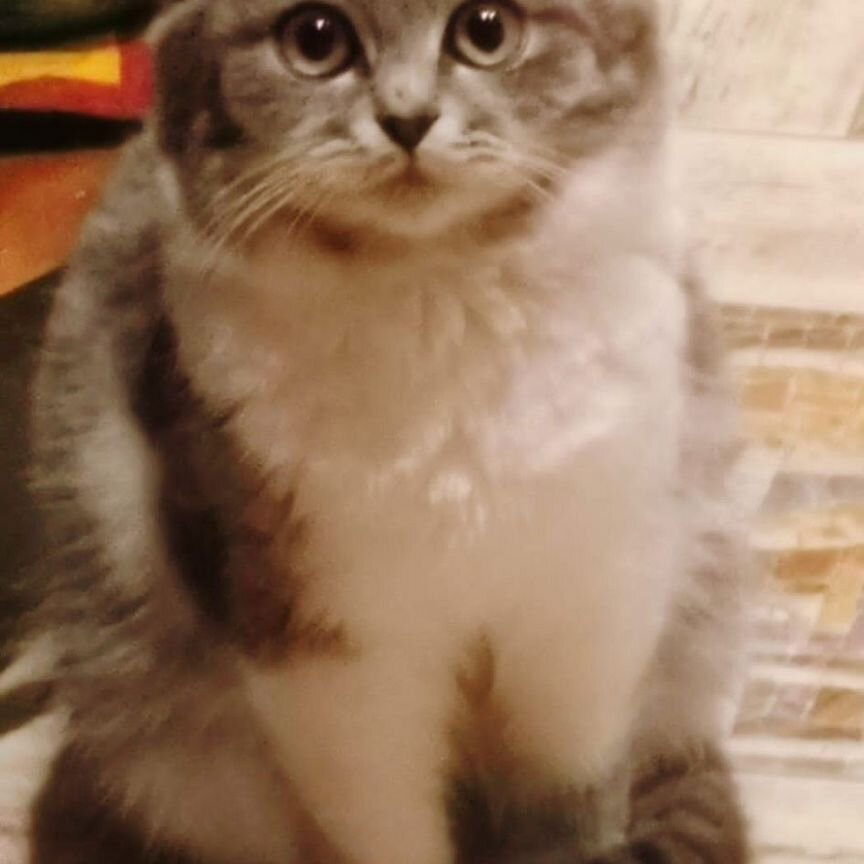 Котёнок в добрые ручки