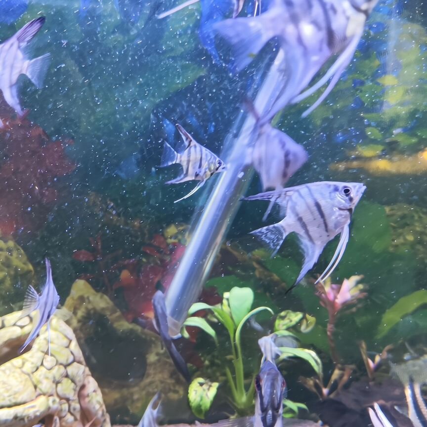 Аквариумные рыбки