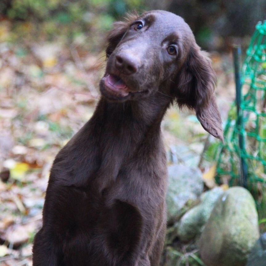 Шоколадная девочка