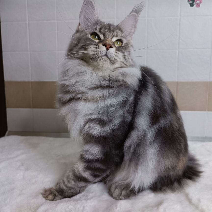 Котёнок Мейн-кун девочка