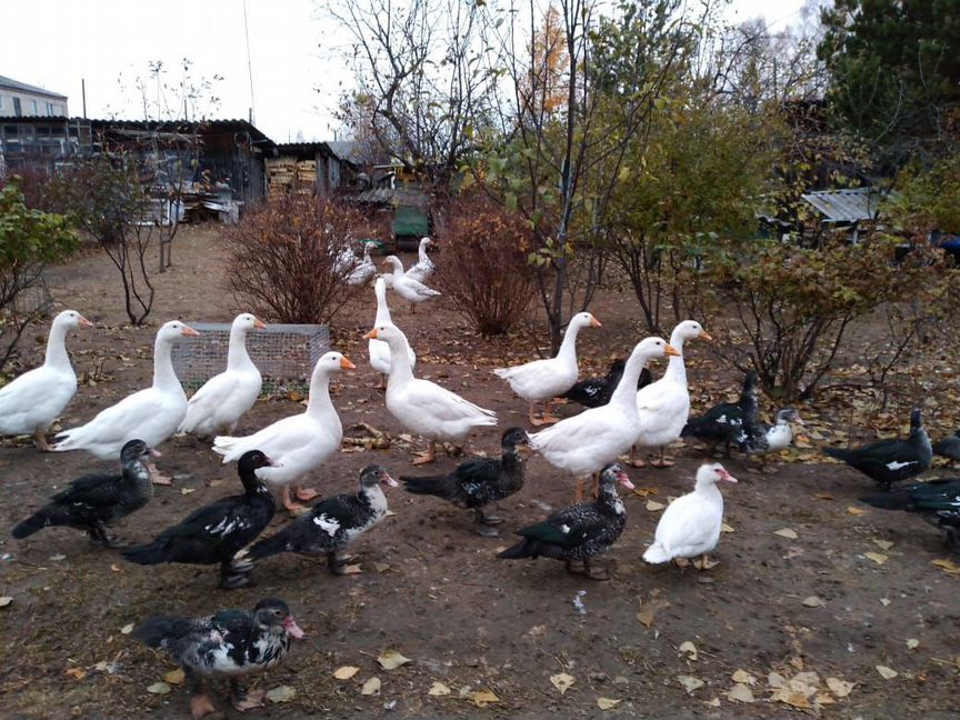 Гусь, утка
