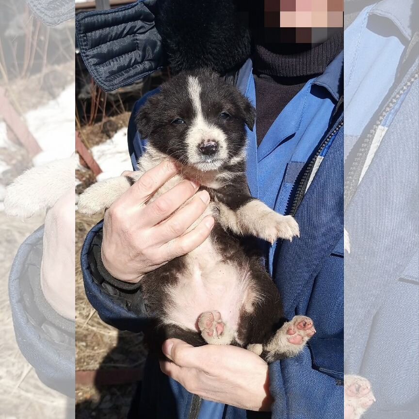 Щенок в добрые руки