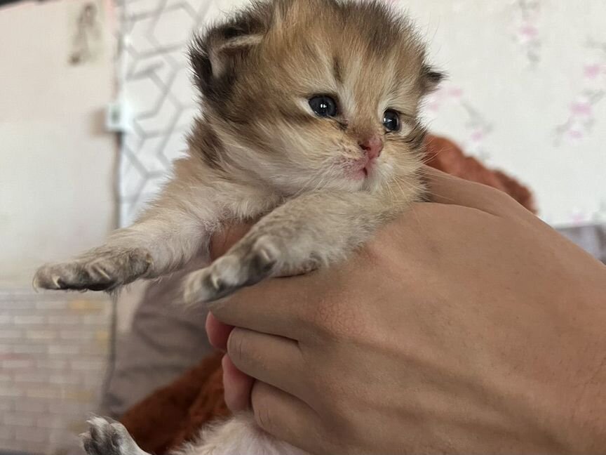 Котята золотая шиншилла