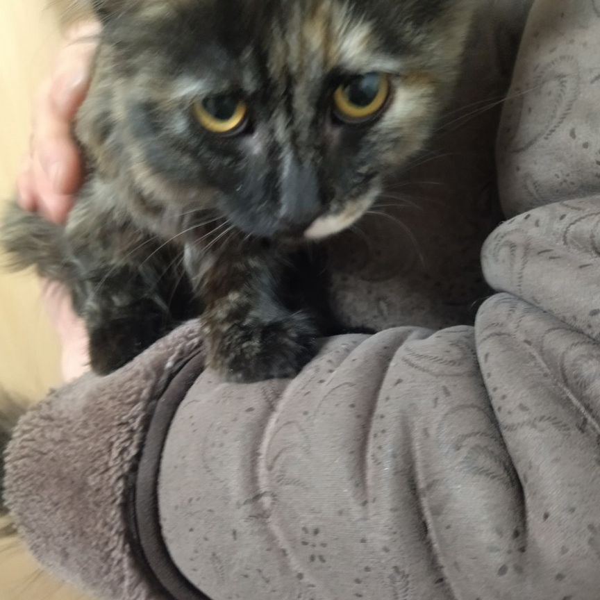 Кошка