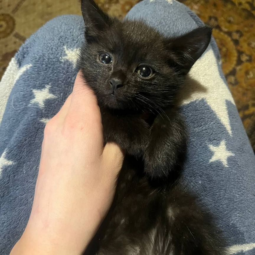 Котёнок в добрые руки