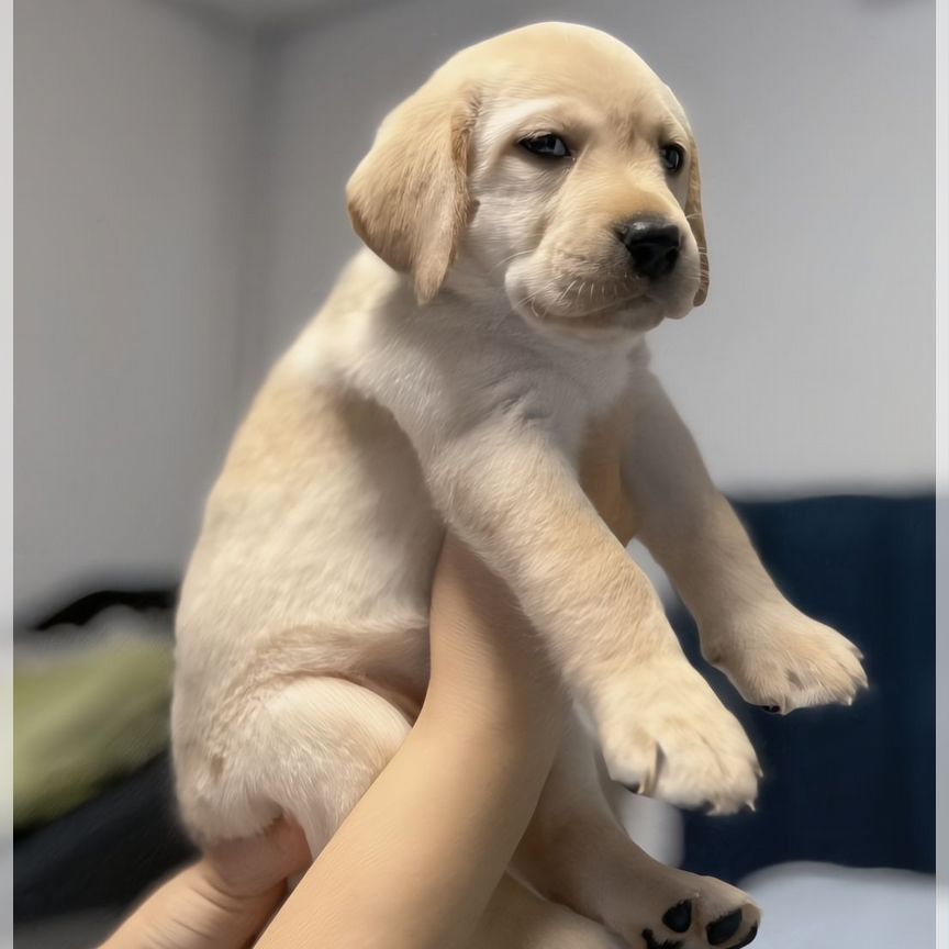 Лабрадор-ретривер, щенок