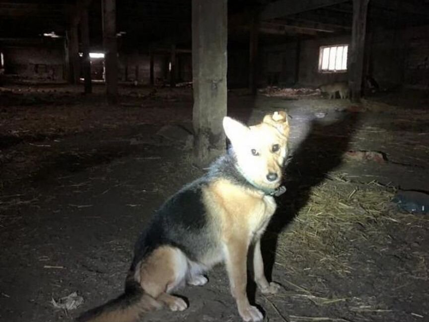 Очень несчастный пес