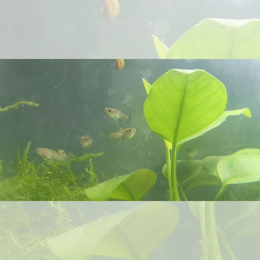 Мальки гуппи эндлера