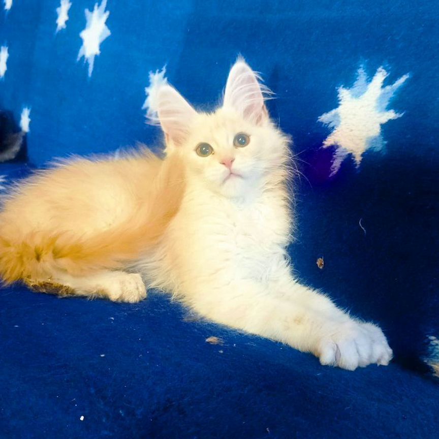 Мейн-кун котёнок