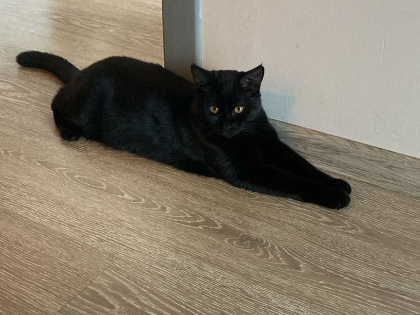 Котик ищет кошечку для вязки