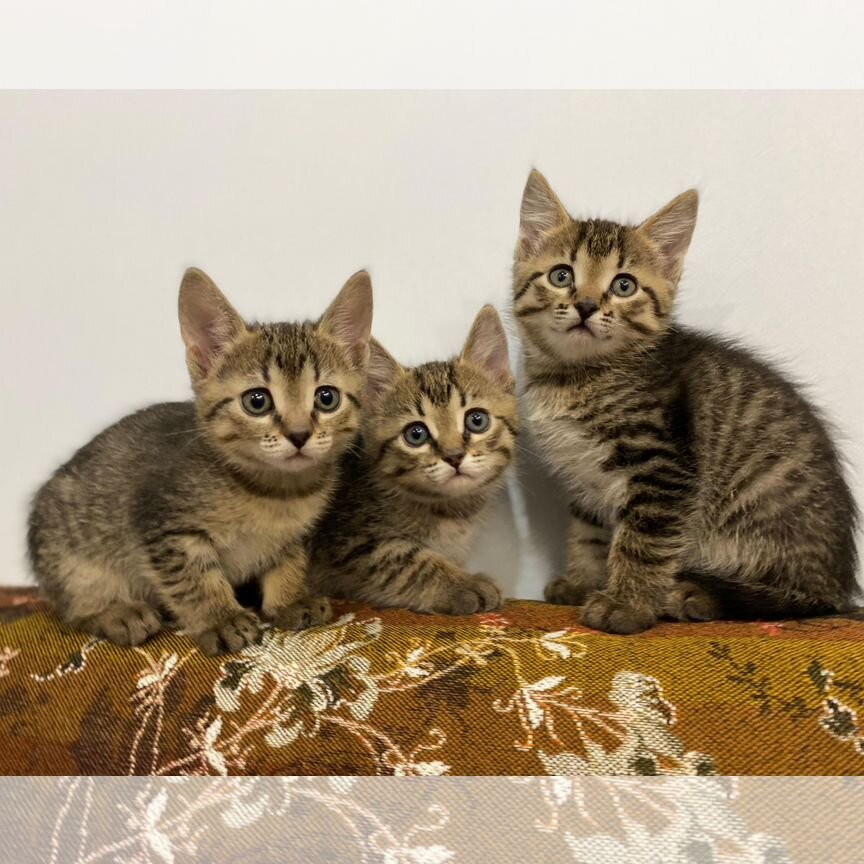 Котёнок от частного владельца