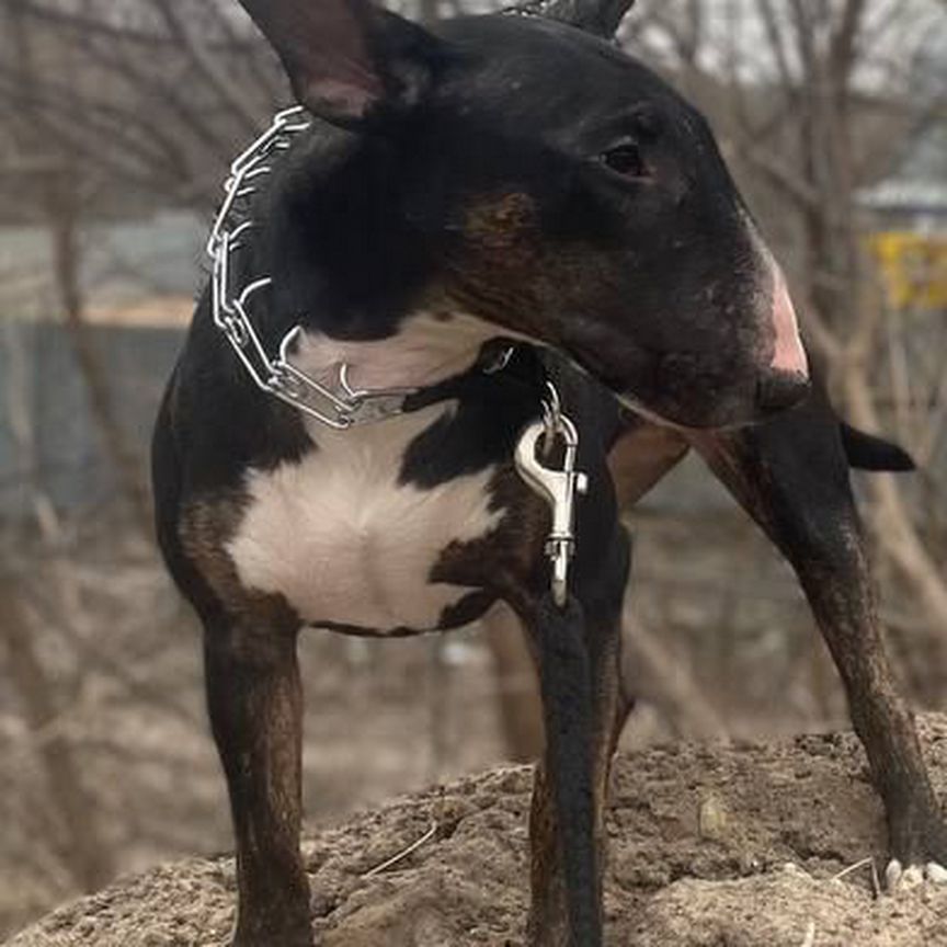 Бультерьер, взрослая собака